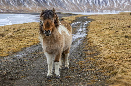 Ein besonderer Charakter | ISLAND REISEN